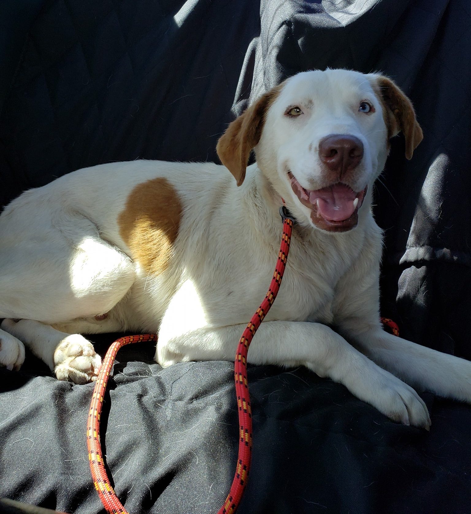 IMG_8465 – Red Fern Animal Rescue