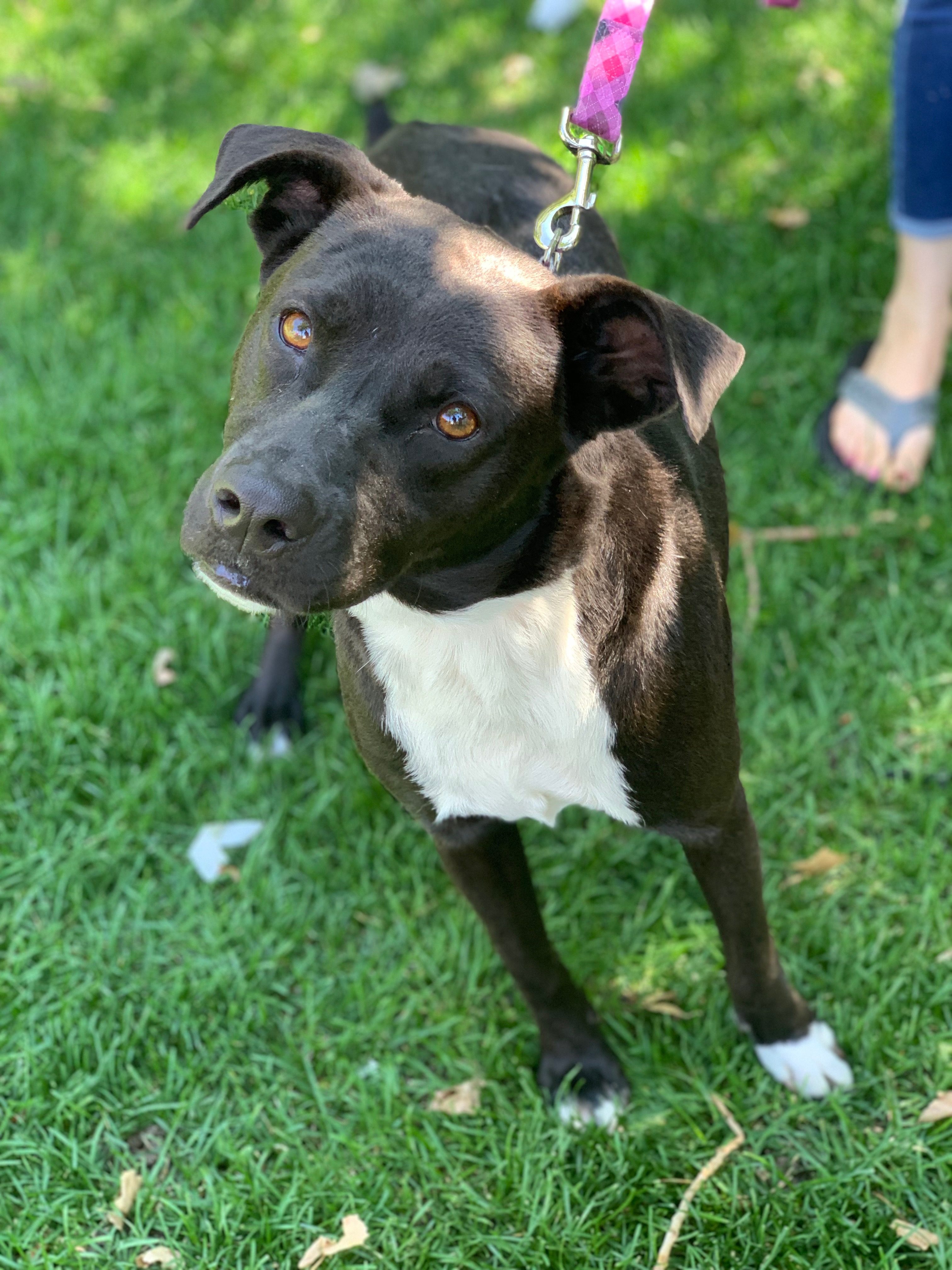 FullSizeRender – Red Fern Animal Rescue