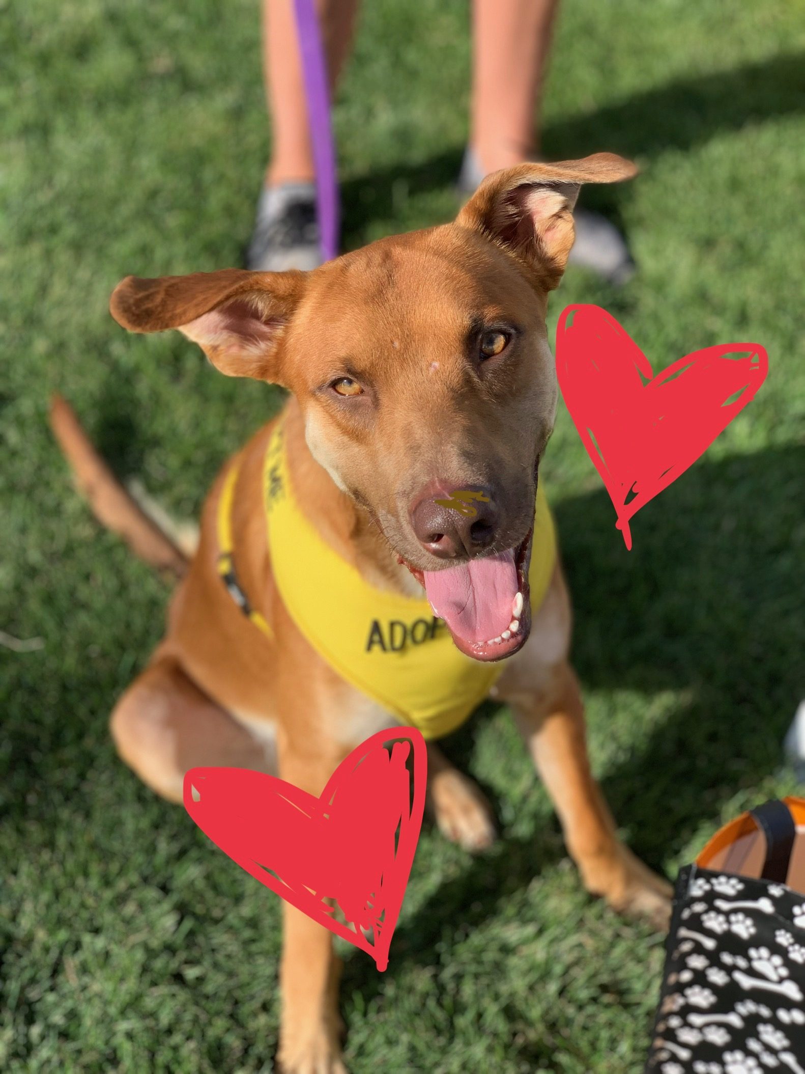 FullSizeRender-1 – Red Fern Animal Rescue