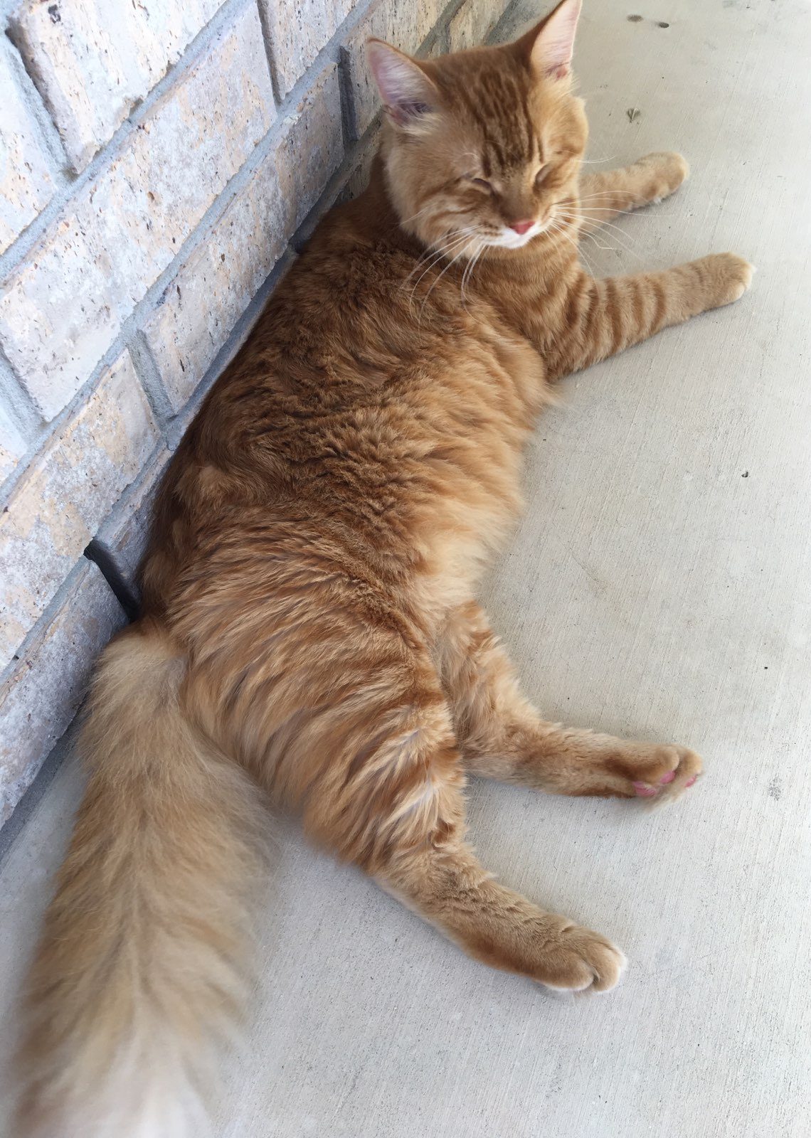 IMG_4038 – Red Fern Animal Rescue