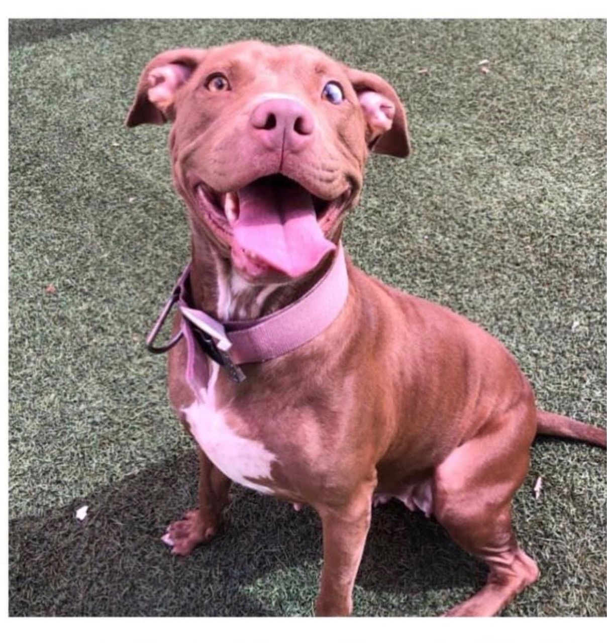 Jennie – Red Fern Animal Rescue