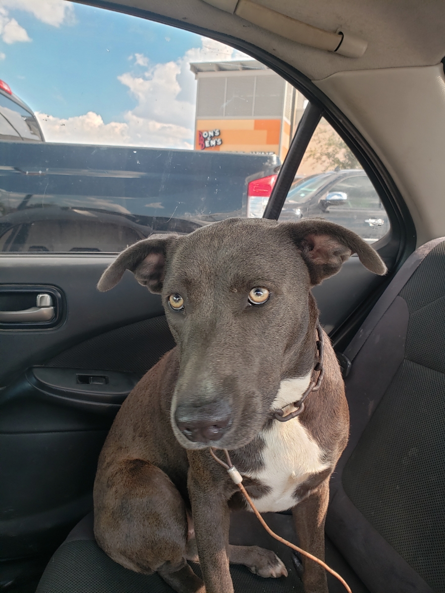 Sparrow – Red Fern Animal Rescue