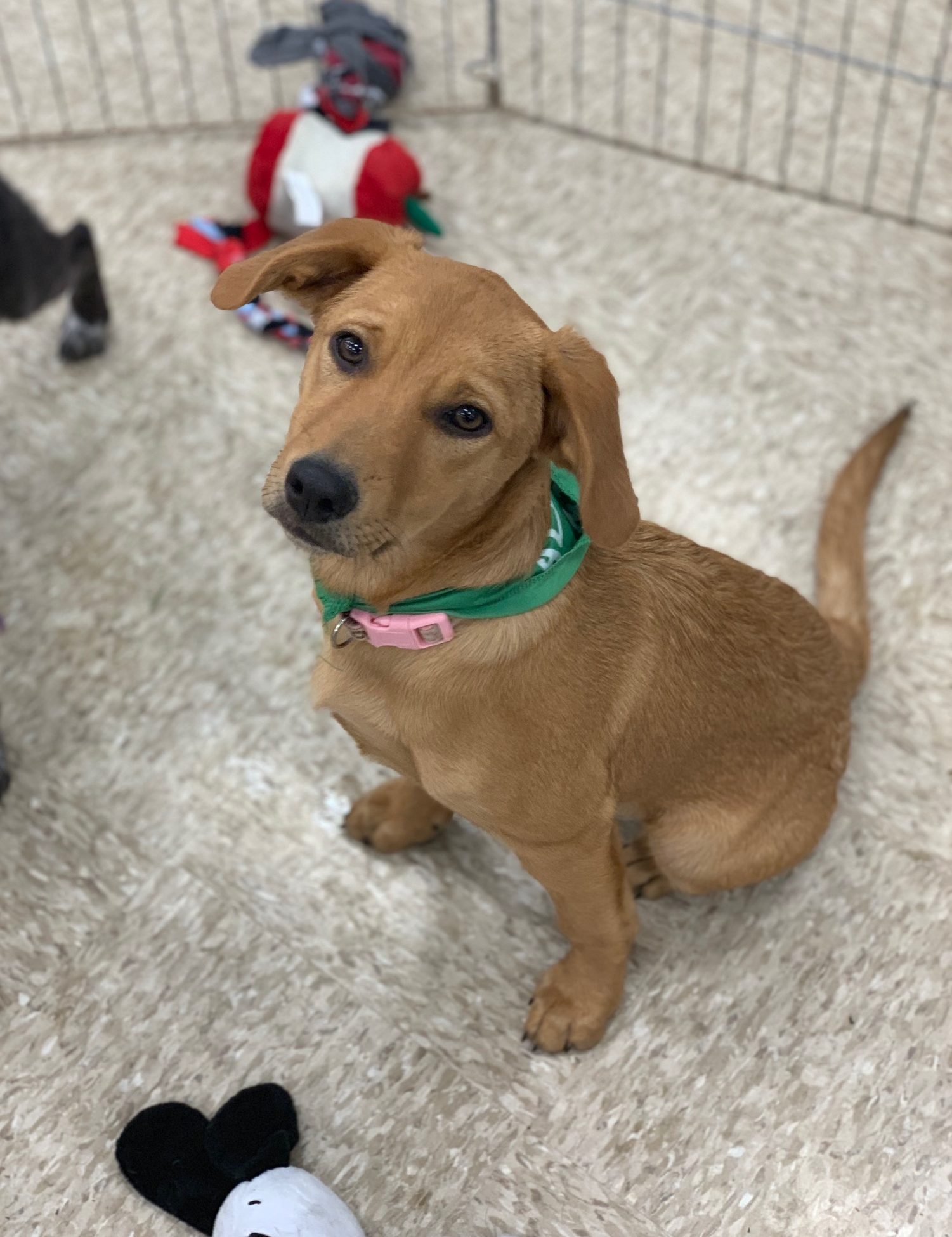 IMG_8304 – Red Fern Animal Rescue