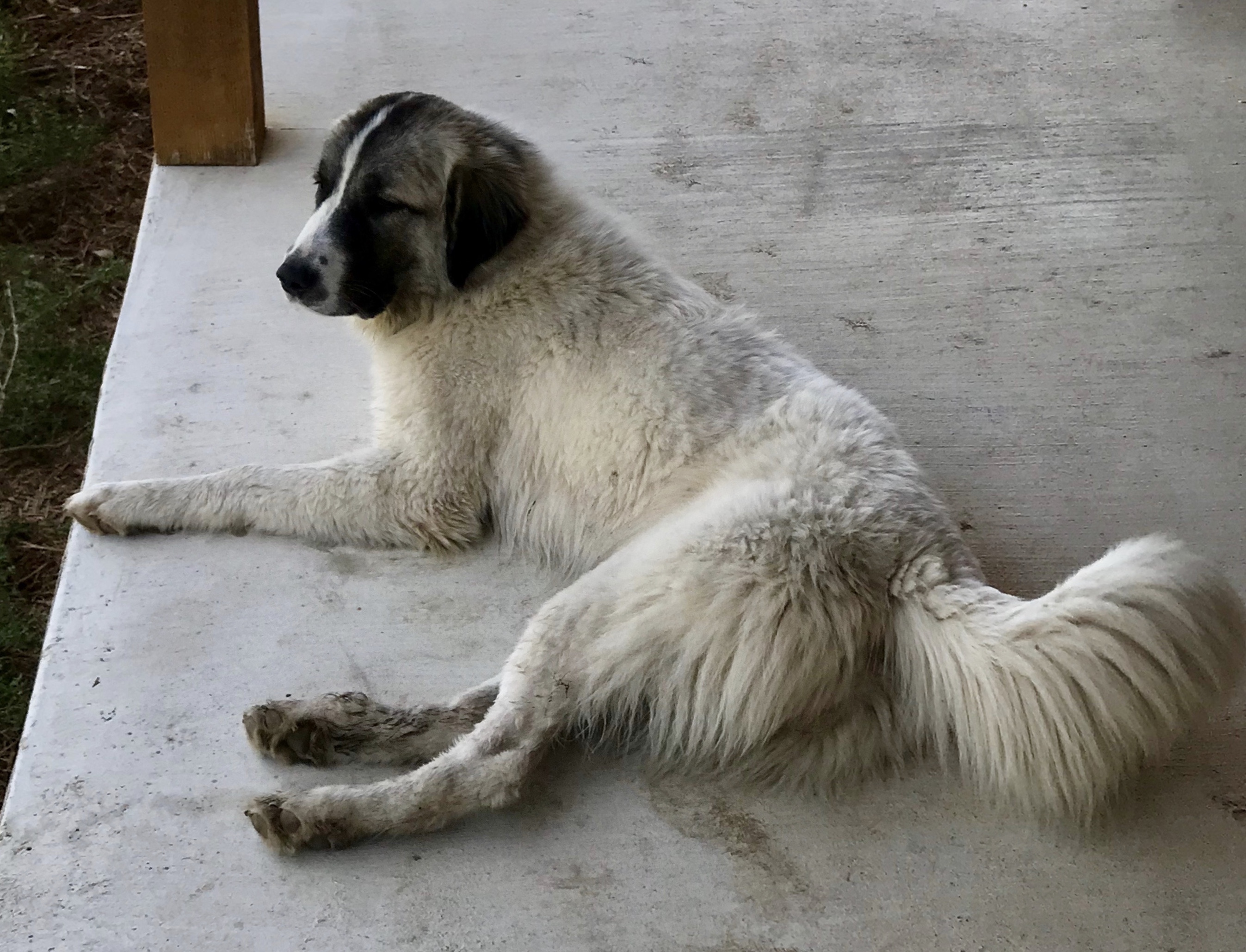 Molly – Red Fern Animal Rescue