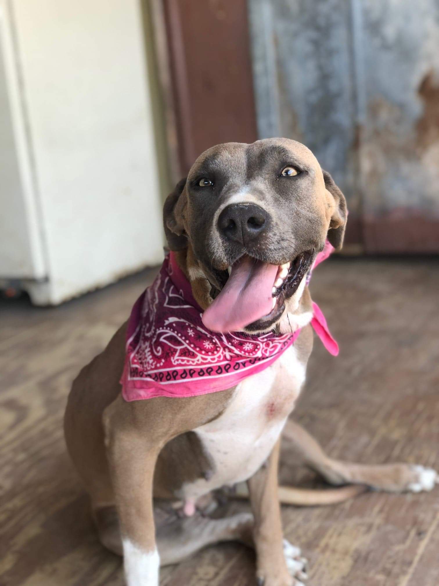 image1 (17) – Red Fern Animal Rescue