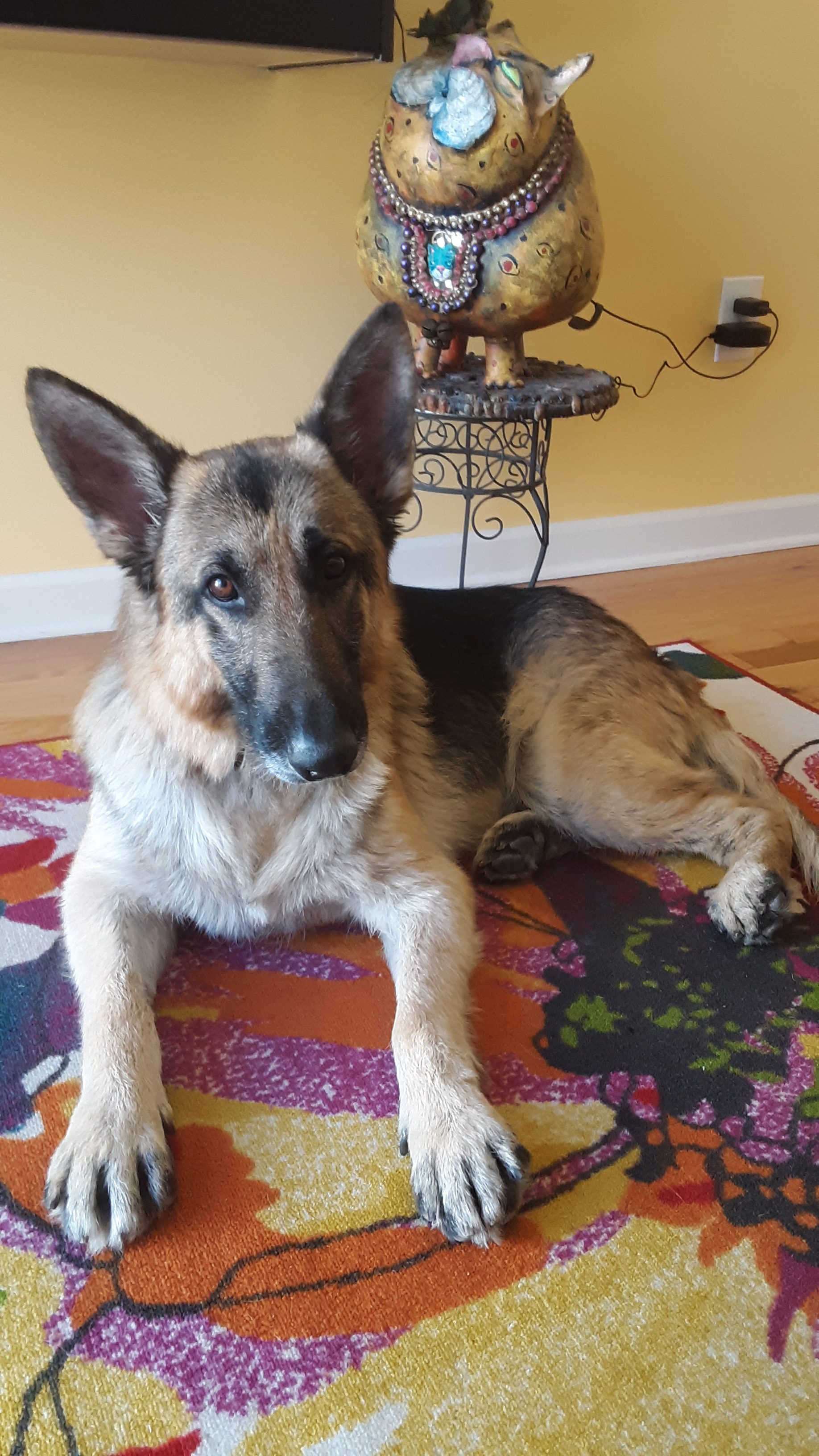 Adoptable Animals – Red Fern Animal Rescue