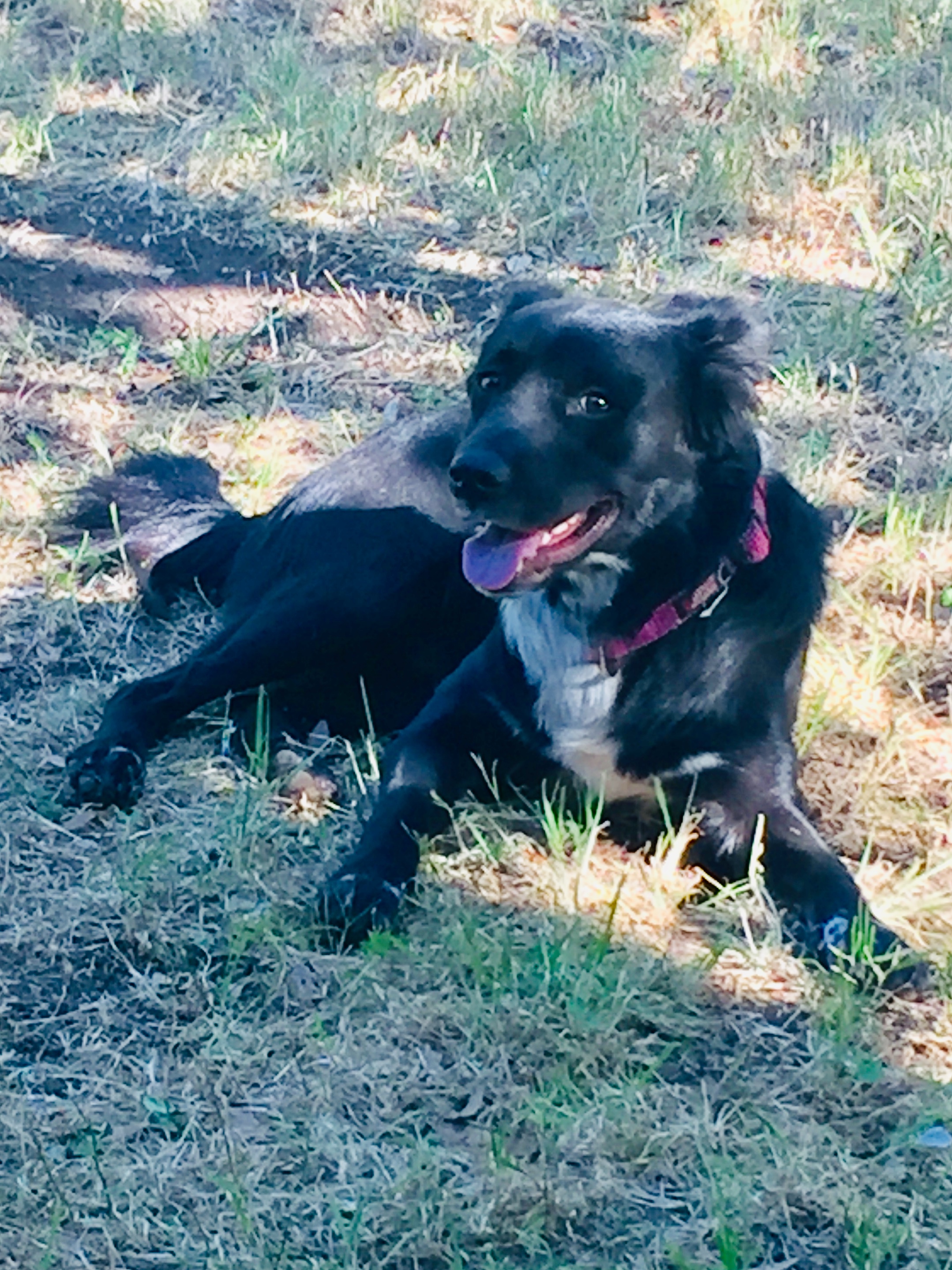 IMG_1721 – Red Fern Animal Rescue