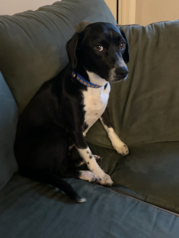 image1 (20) – Red Fern Animal Rescue