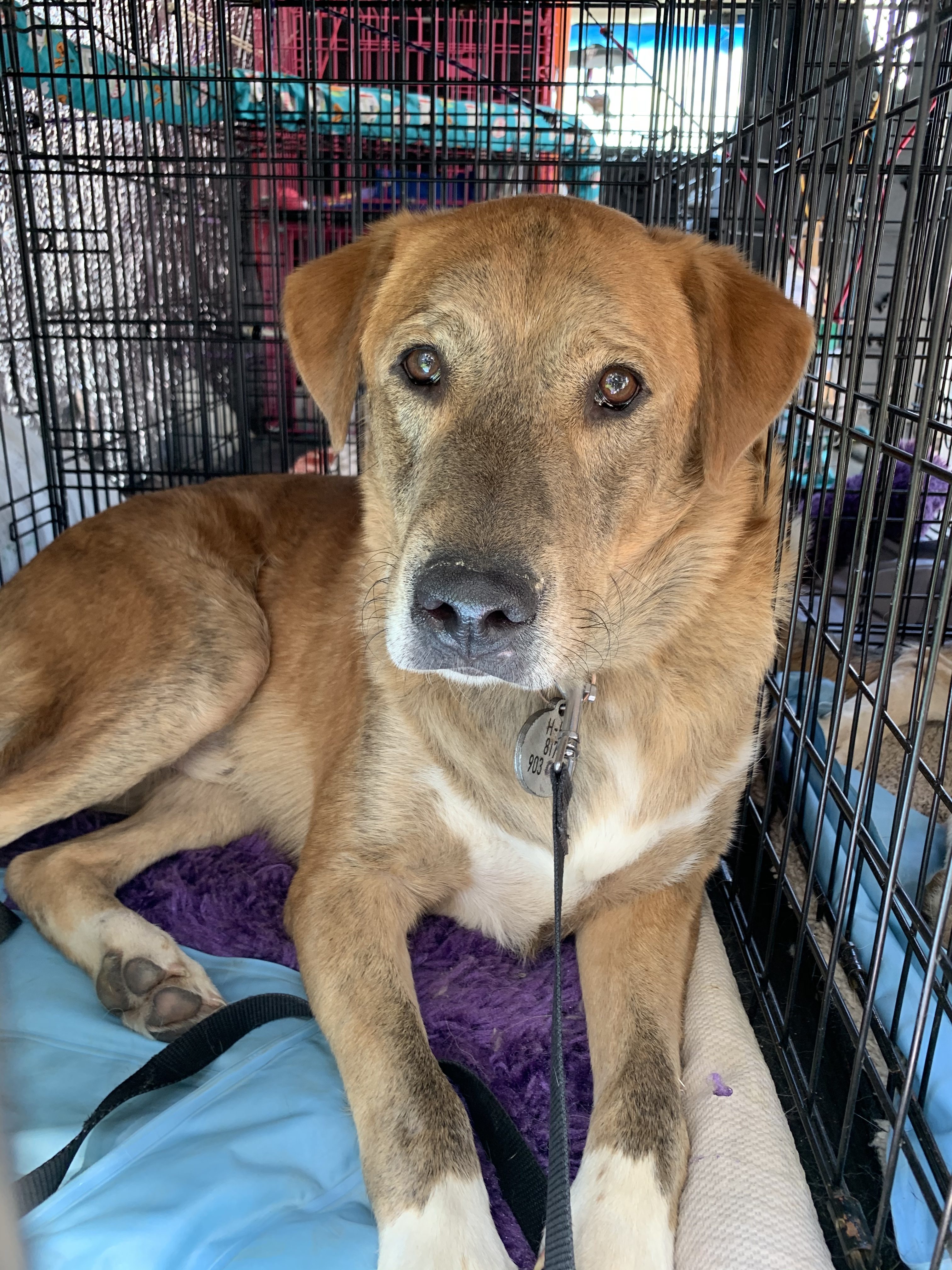 IMG_2556 – Red Fern Animal Rescue