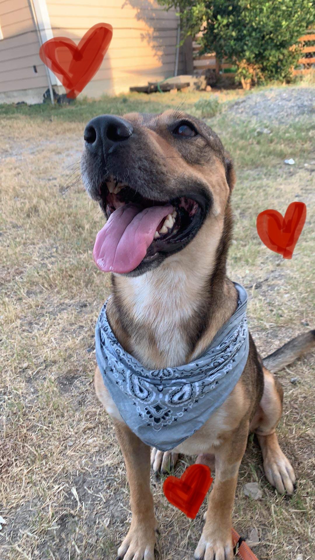 Adoptable Animals – Red Fern Animal Rescue