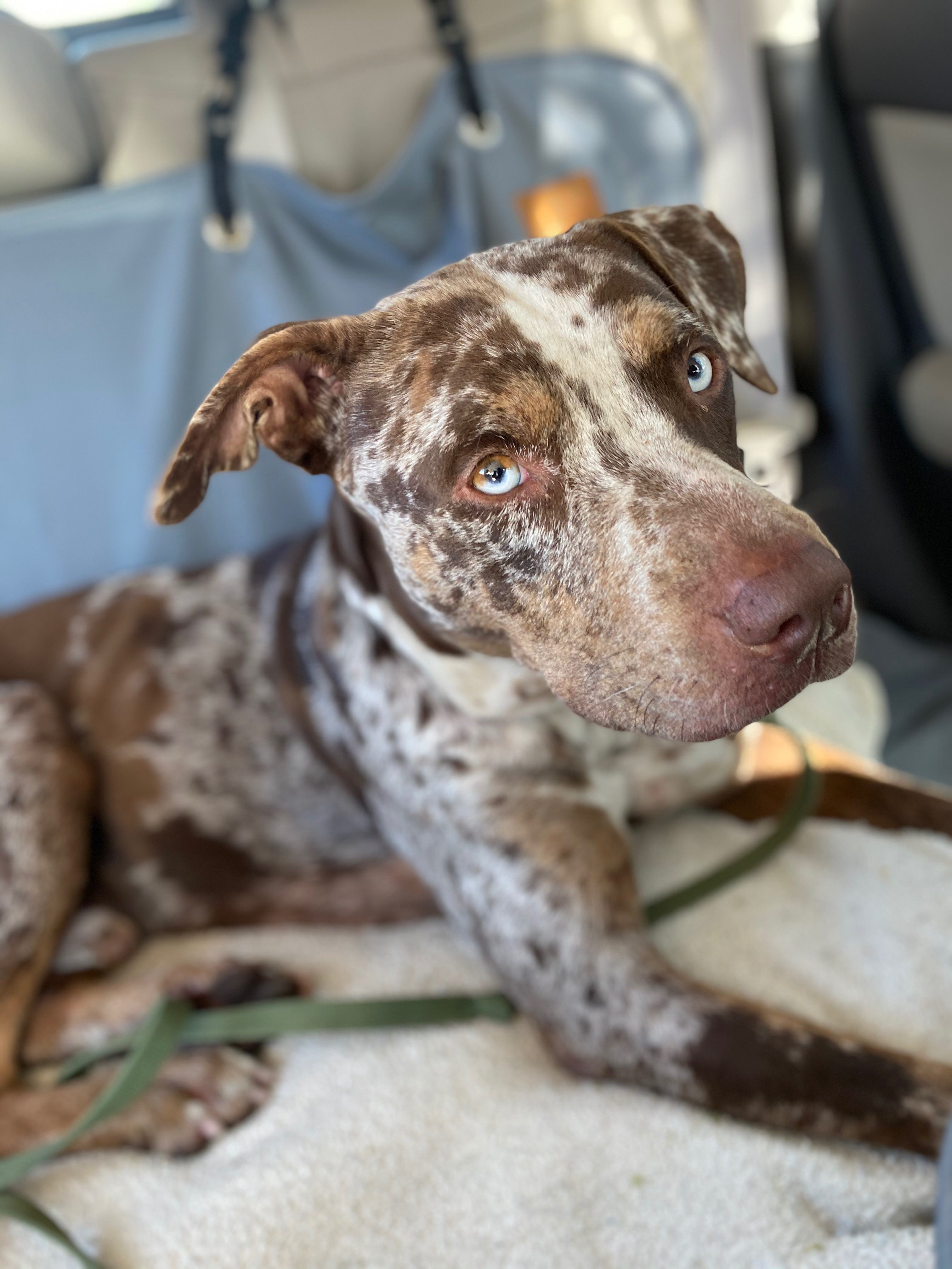 Adoptable Animals – Red Fern Animal Rescue