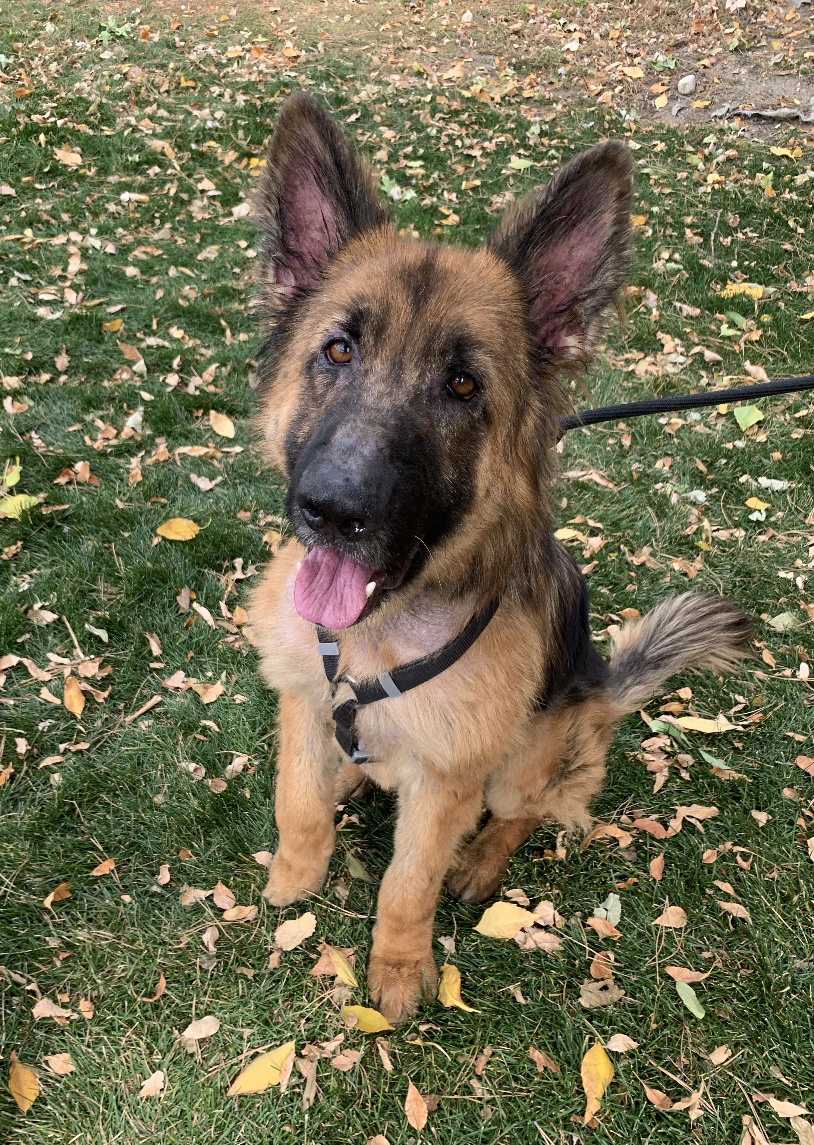 Adoptable Animals – Red Fern Animal Rescue