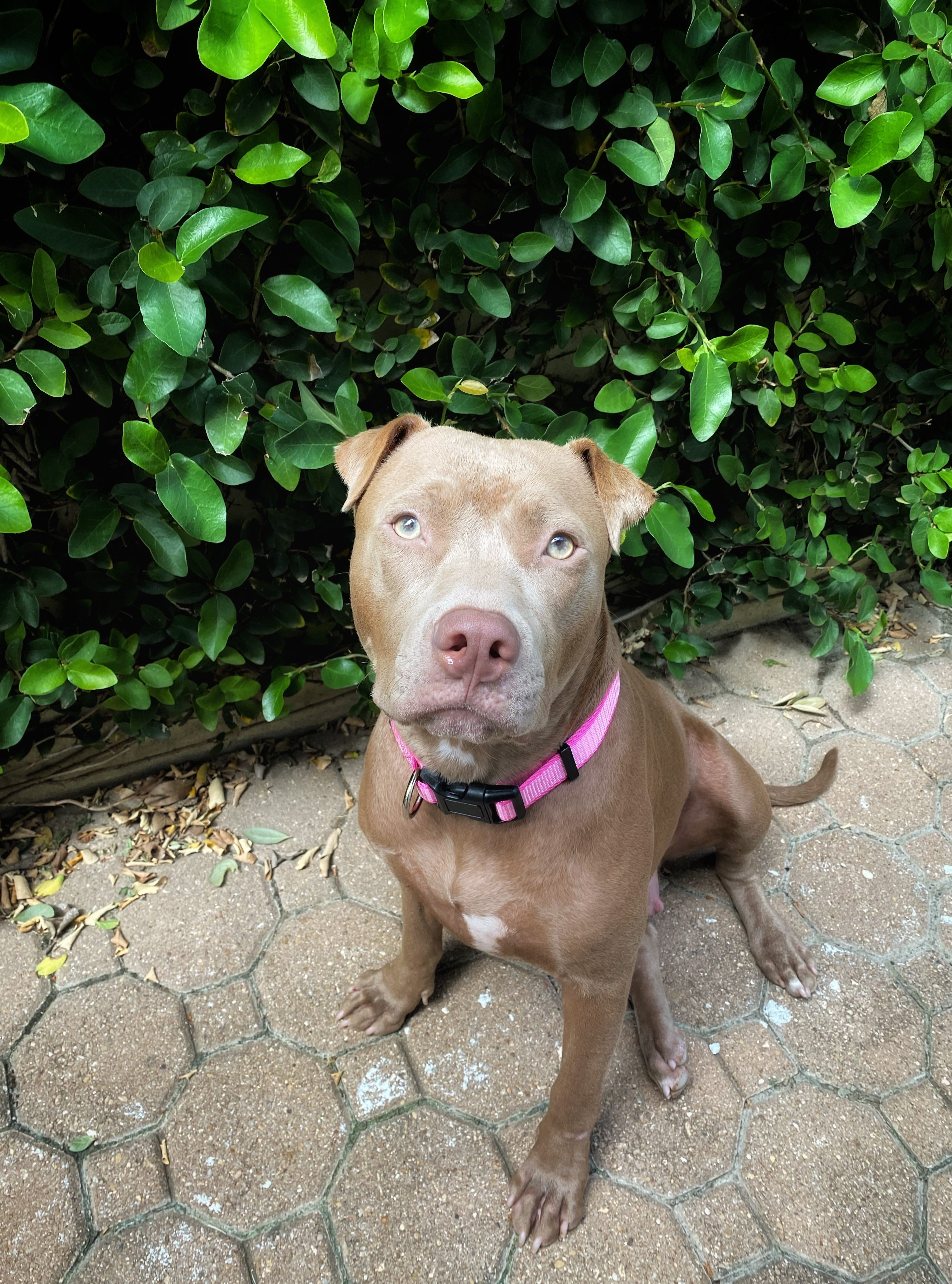 IMG_1279 – Red Fern Animal Rescue