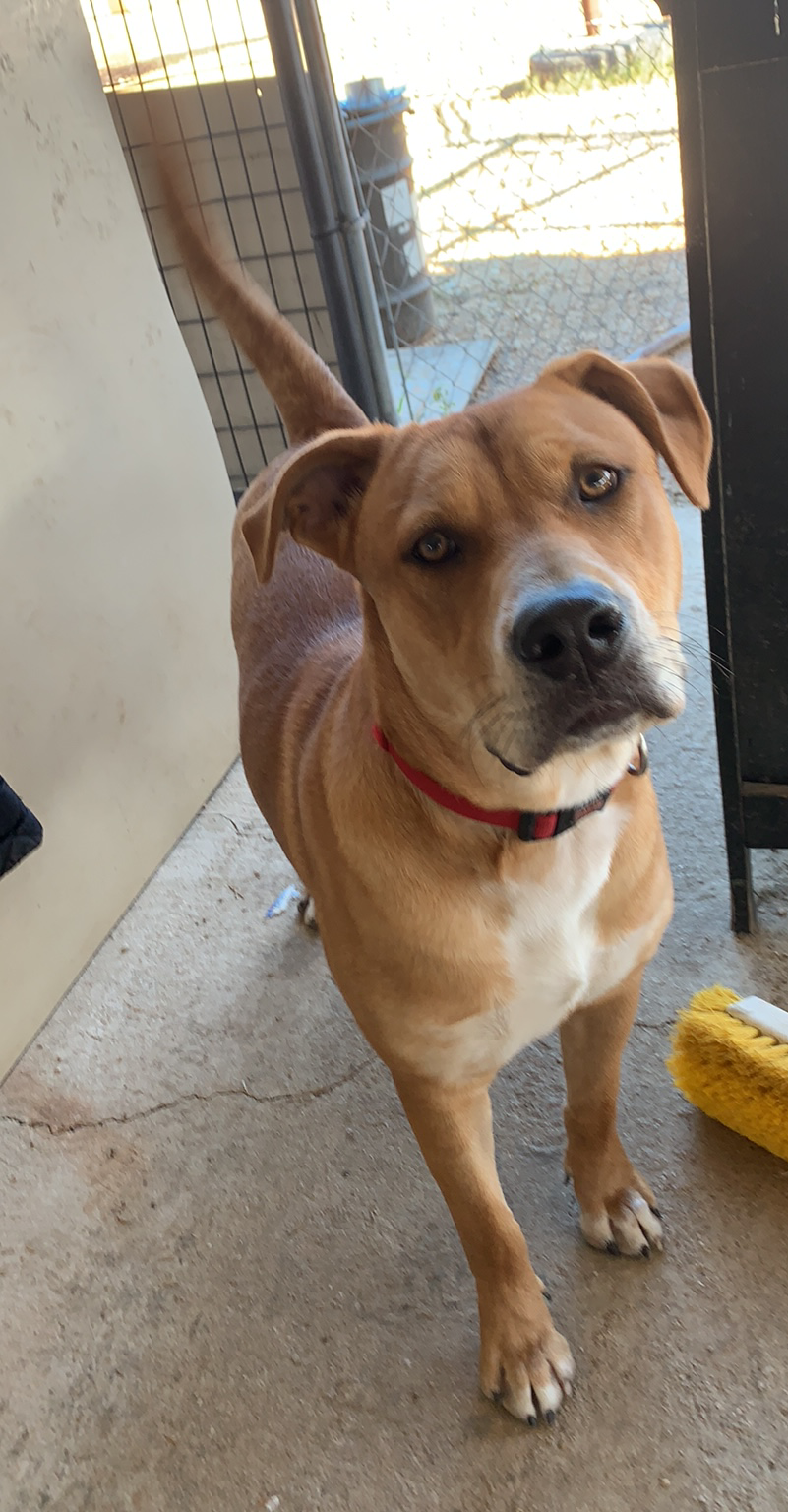 Adoptable Animals – Red Fern Animal Rescue