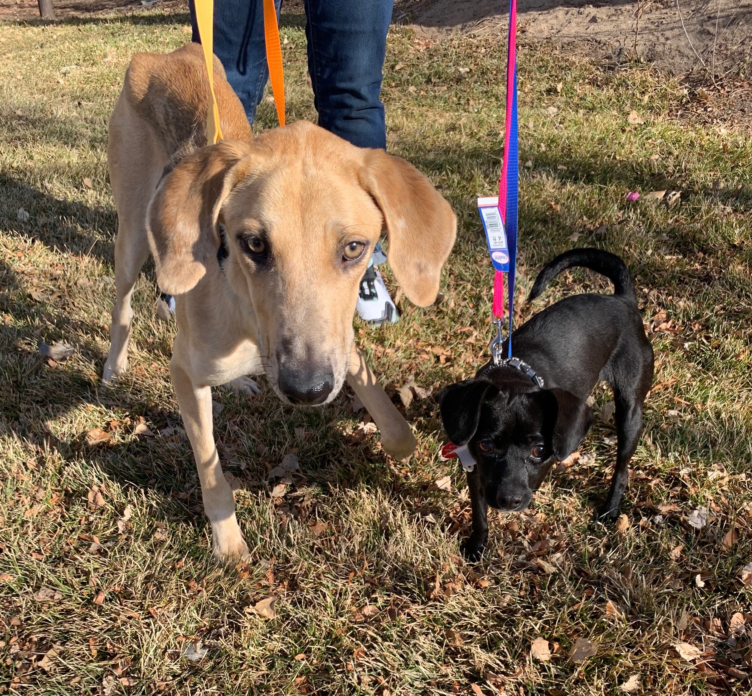 Adoptable Animals – Red Fern Animal Rescue