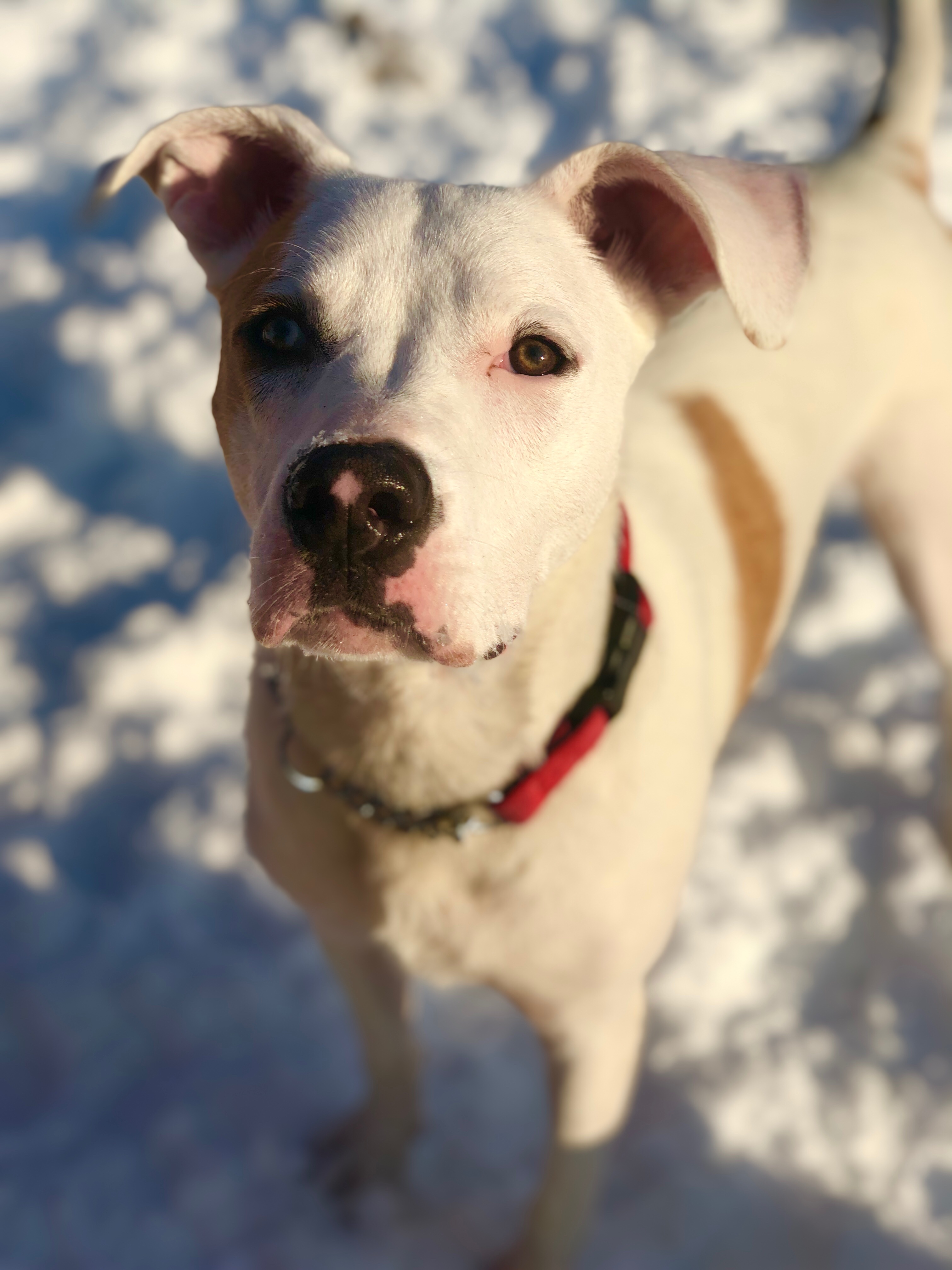 Adoptable Animals – Red Fern Animal Rescue