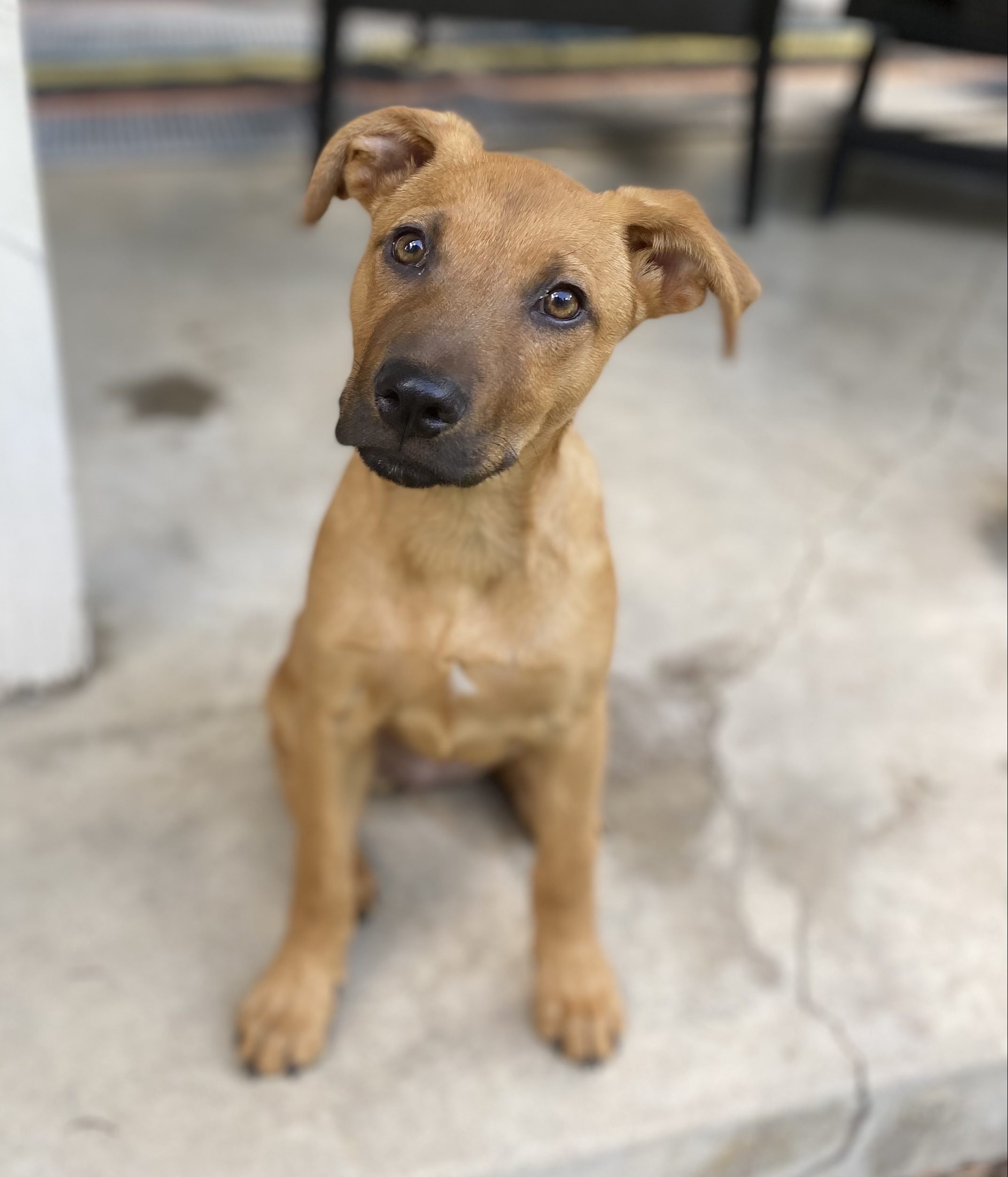 Adoptable Animals – Red Fern Animal Rescue