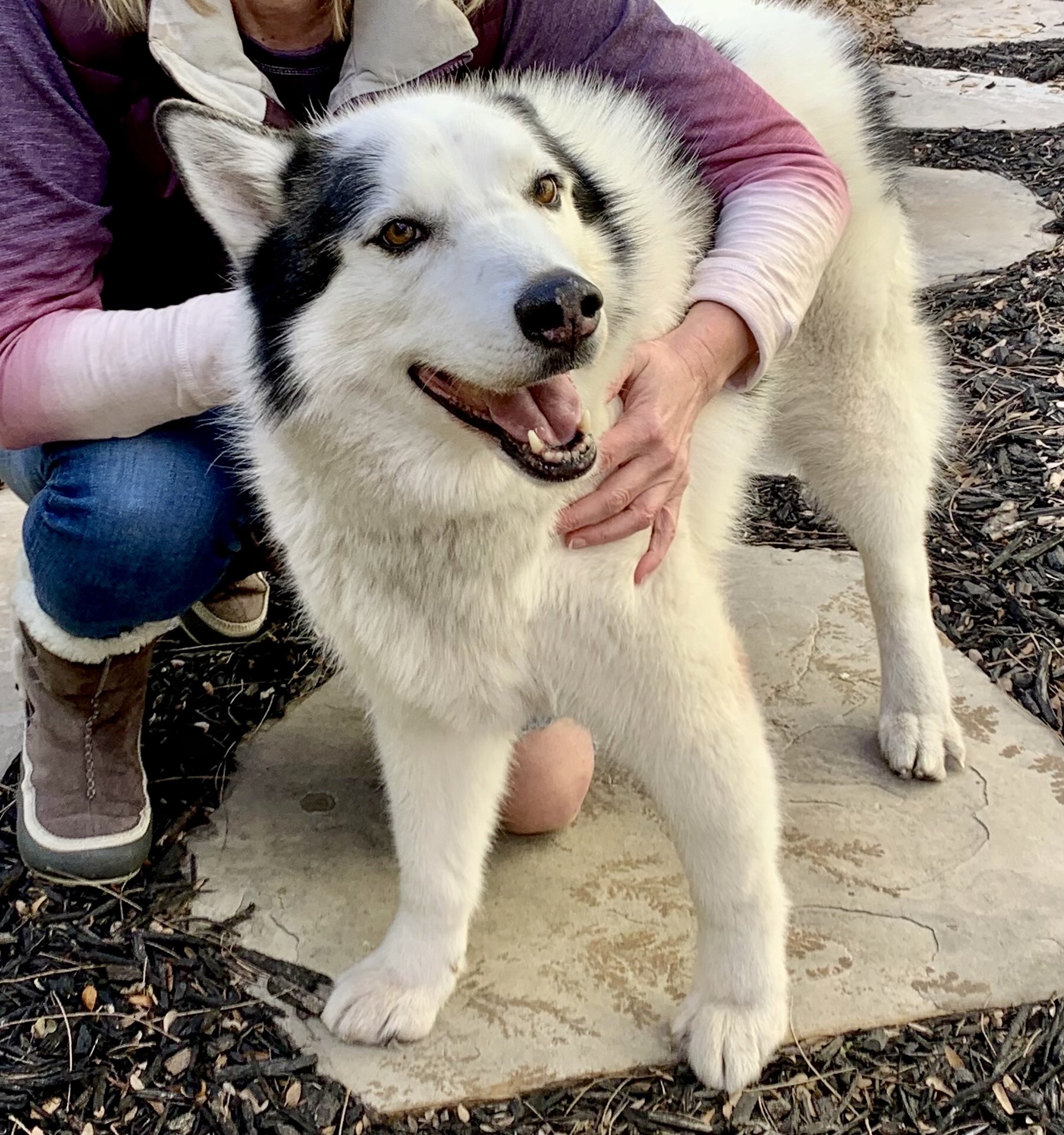 Adoptable Animals – Red Fern Animal Rescue