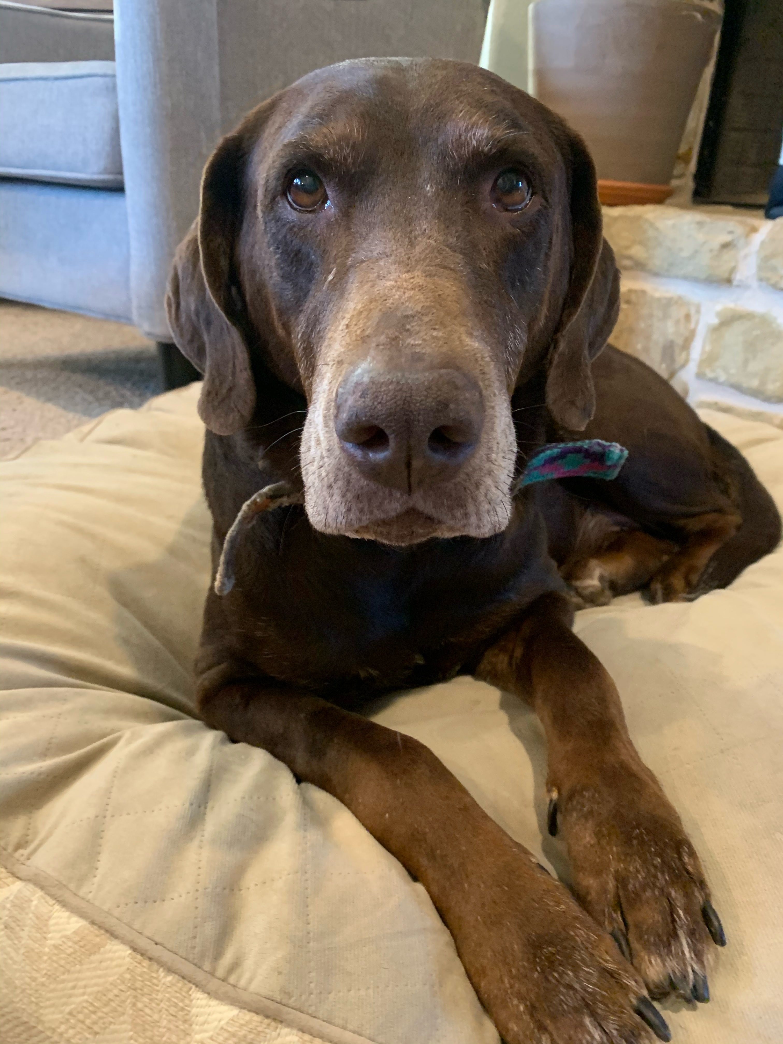 Luke – Red Fern Animal Rescue