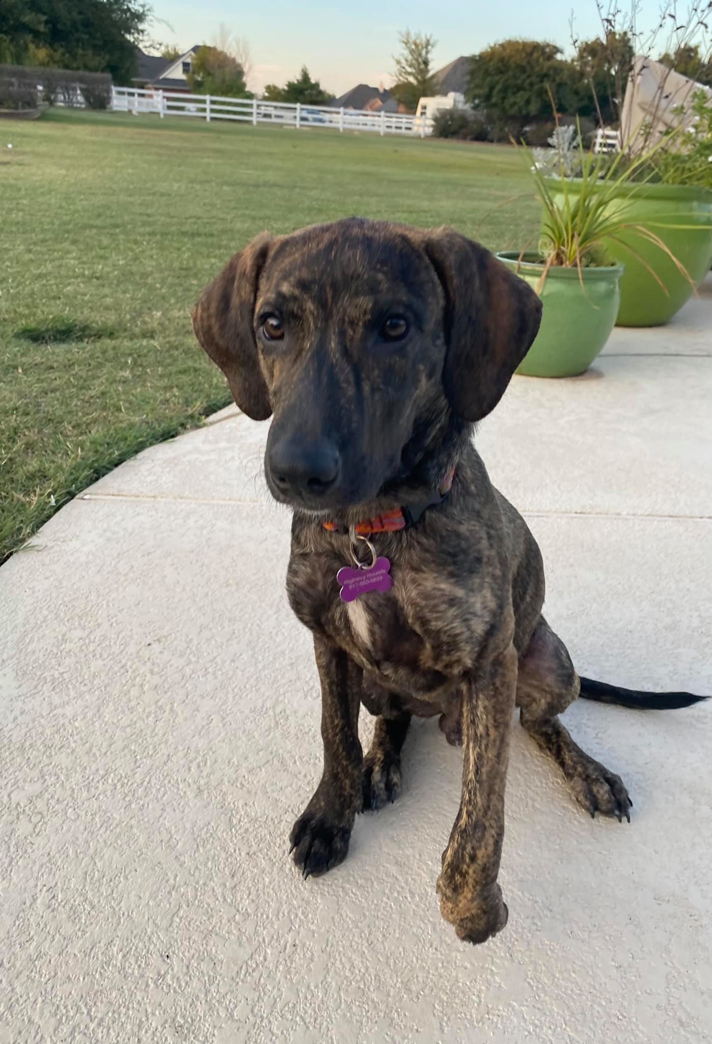 rocky – Red Fern Animal Rescue