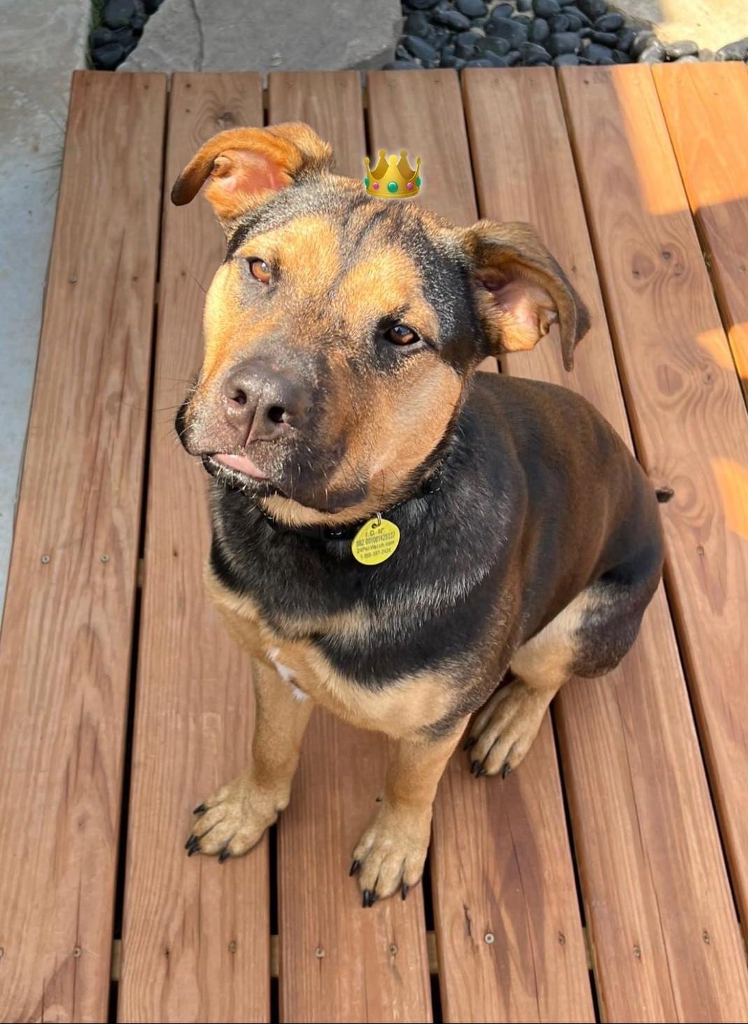 420B98CE-883E-47CF-A2BE-D5CBE16BB49E – Red Fern Animal Rescue